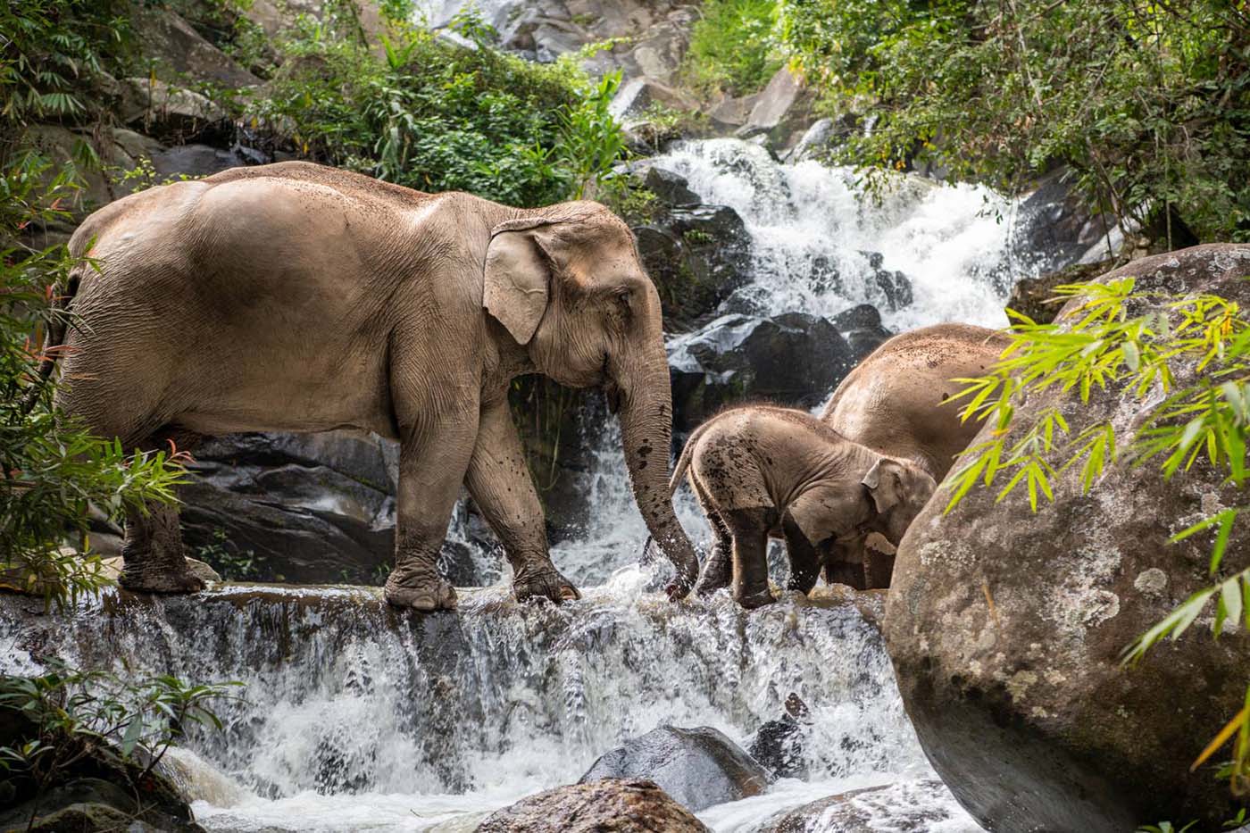For the Coexistence and Welfare of Elephants - Elephant Freedom Village