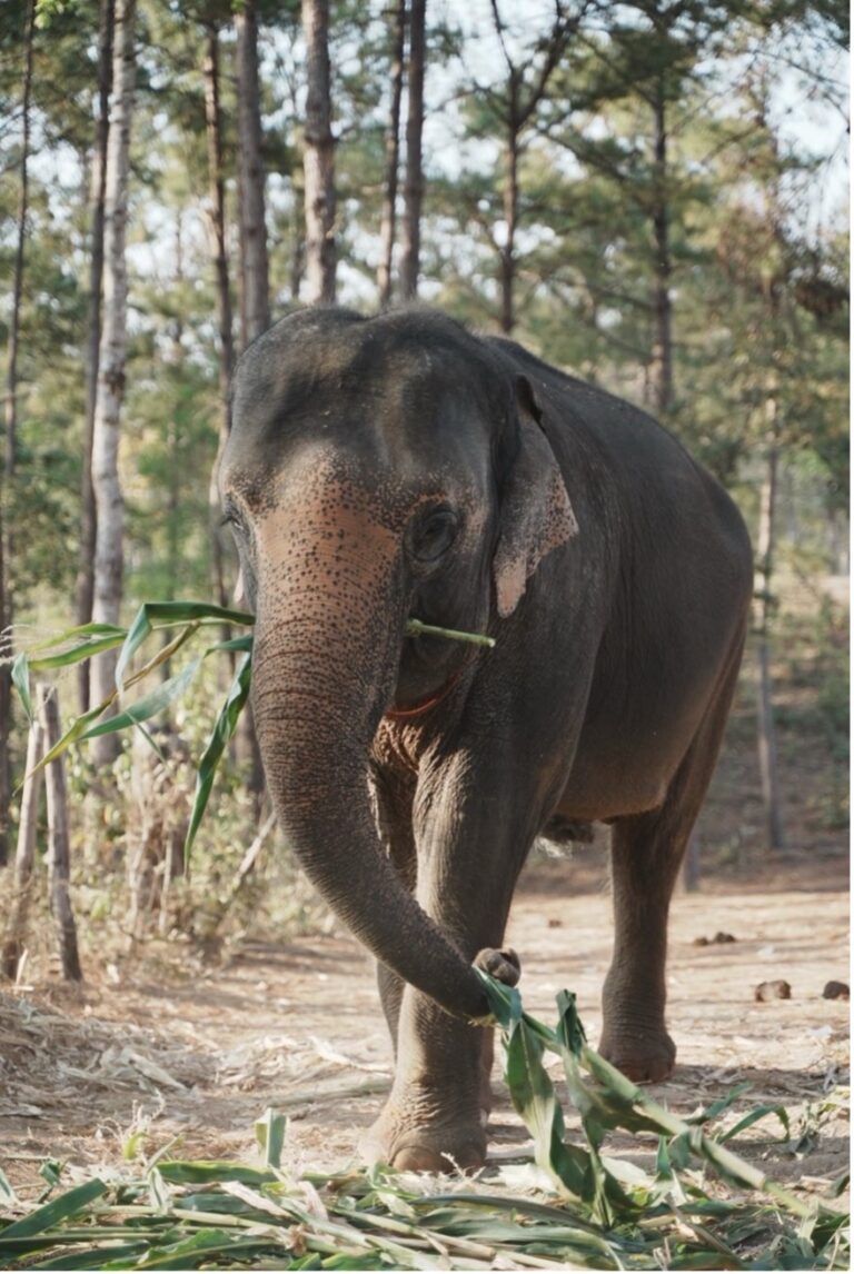 Adopt an Elephant in Chiang Mai - Elephant Freedom Village