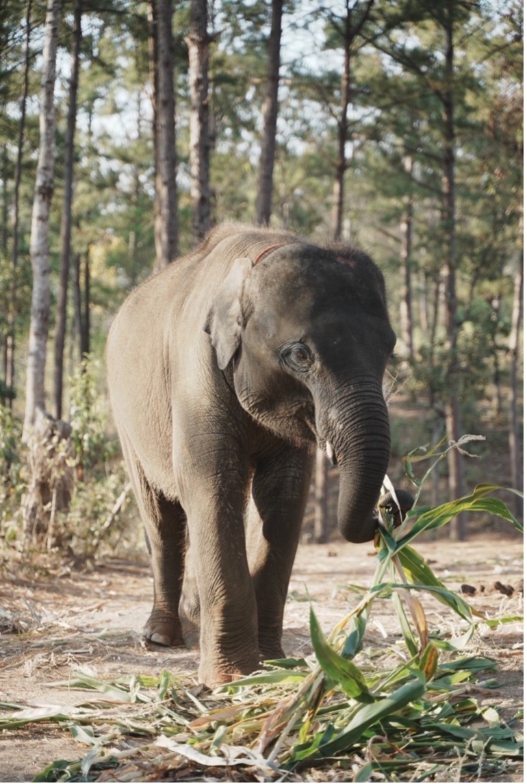 Adopt an Elephant in Chiang Mai - Elephant Freedom Village
