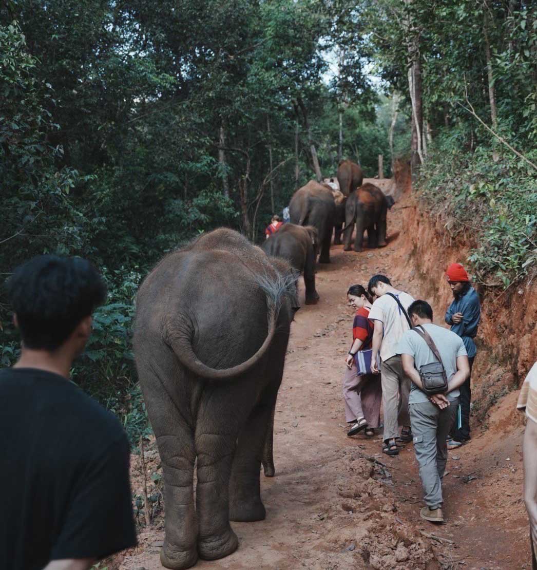 Three-Day Elephant Keeper Experience Chiang Mai - Elephant Freedom Village